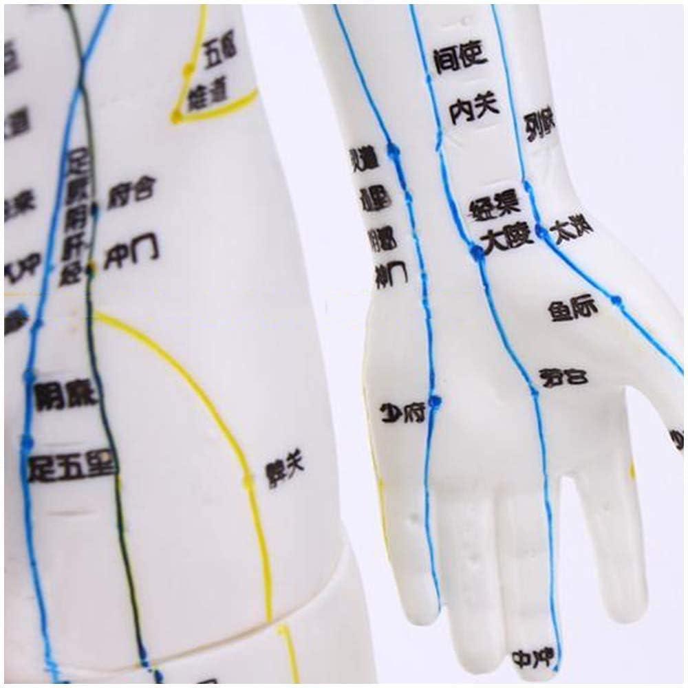 Model Anatomy Professional Medical Acupuncture Male 60 cm Super Clear ...