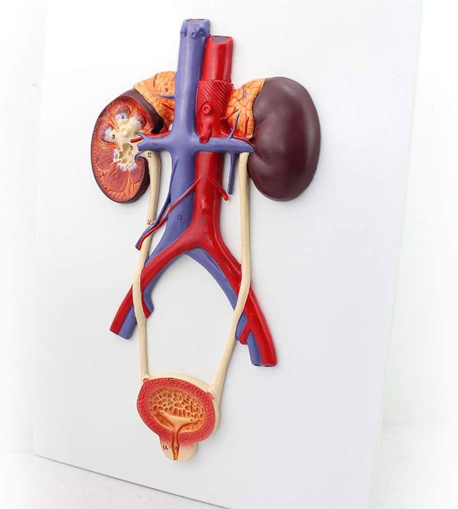 Human Urinary System Model-Ureter Bladder and Urethra Model-This Model ...