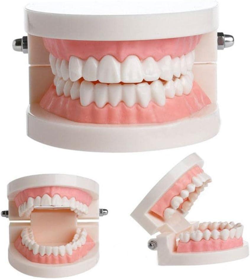 WANGCL Teeth Dental Demonstration Model - Anatomical Tooth Model for ...