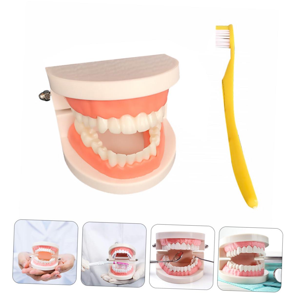 Solustre Denture Model Set - Plastic Tooth Puzzle for Dental Teaching ...