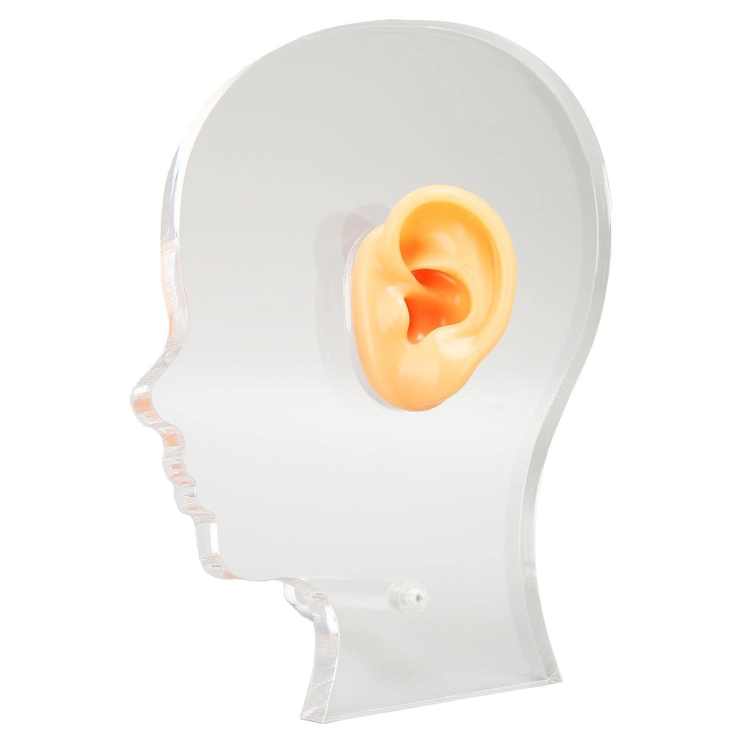 Ear Display Mold: Lifelike Silicone Ear Model with Acrylic Stand for ...