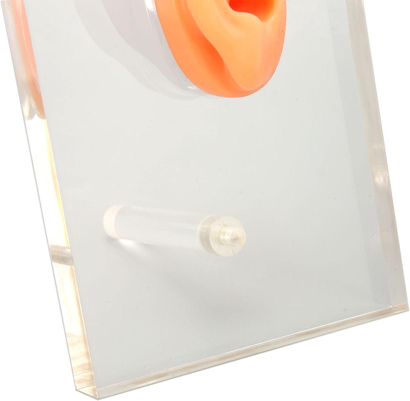 Silicone Right Ear Model with Fine Details - Ideal for ENT Hospitals ...