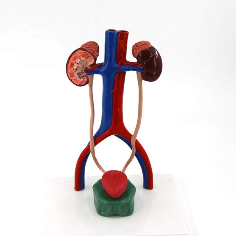 1 to 1 Size Urinary System Model Renal Arteriovenous Bladder-4 Parts ...