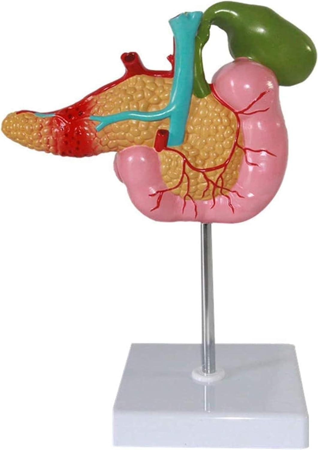 Duodenal Biliary and Pancreatic Model - Duodenal Model - Gallbladder ...