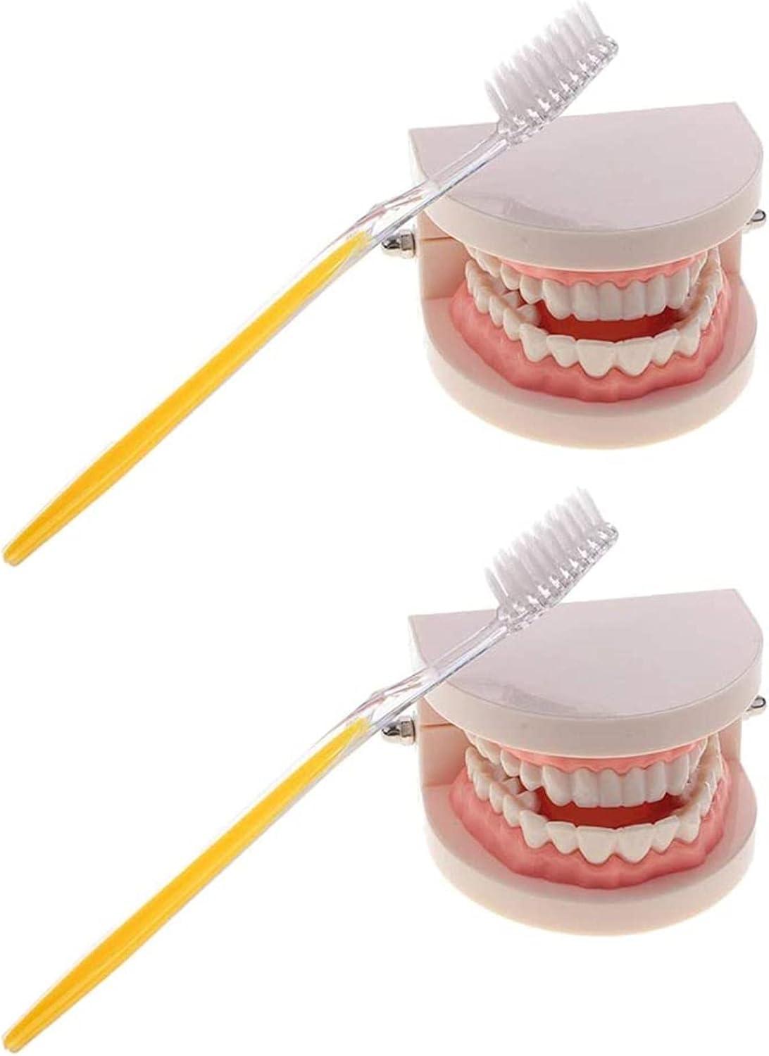 2 Sets of 1:1 Human Teeth Model with Toothbrush - Ideal for Dental Care ...