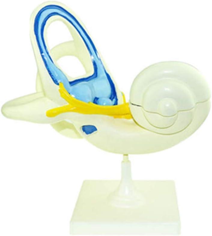 Human Body (Inner Ear Labyrinth) Model Enlargement Model Inner Ear ...