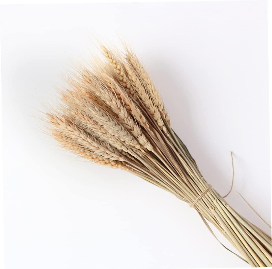 Dried Wheat Stems 100PCS Type 1 Dried Wheat Stalks Dried Wheat Sheaves ...