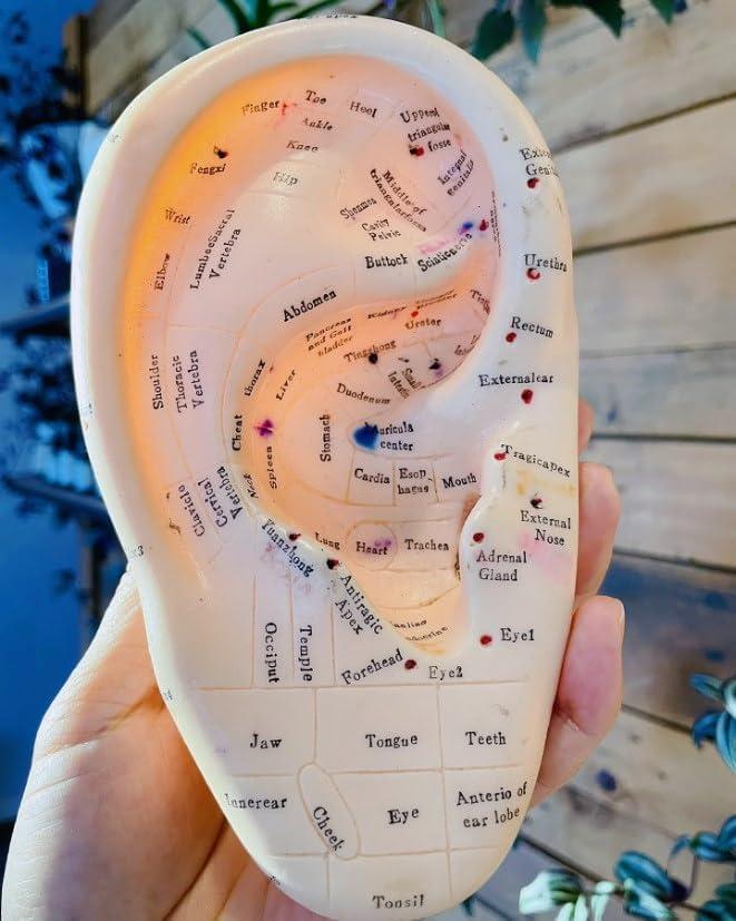 600 Magnetic Acupuncture Ear Seeds - Acupressure Ear Magnets for Pain ...