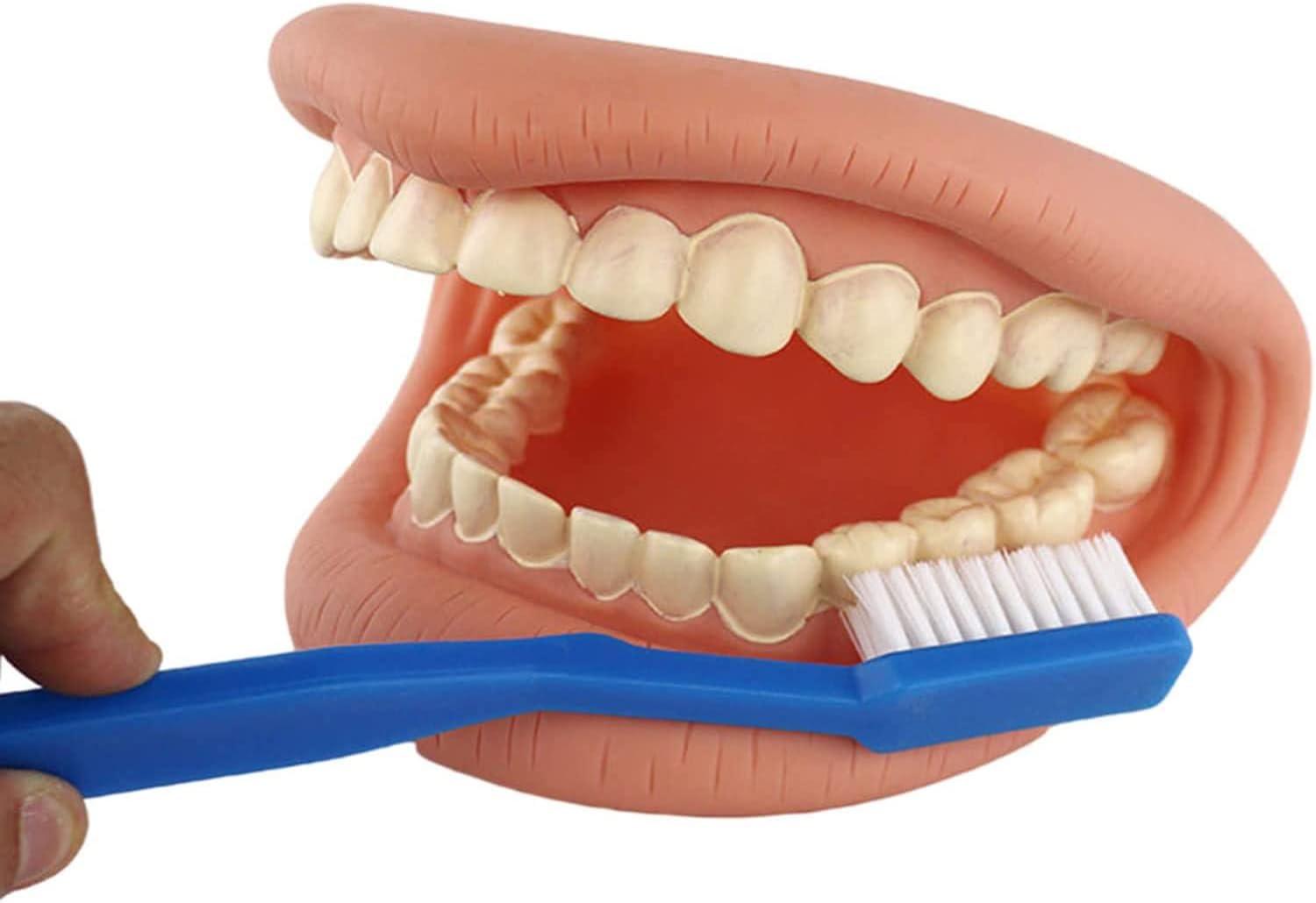 Uigjiog Junction Oral Hygiene Model - Portable Teaching Tool for ...