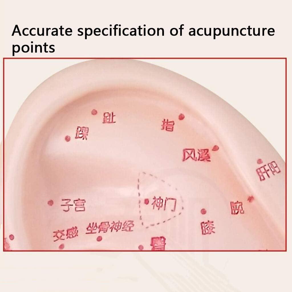 Fhuili 13 cm Ear Acupuncture Model - HD Lettering for Medical Learning ...