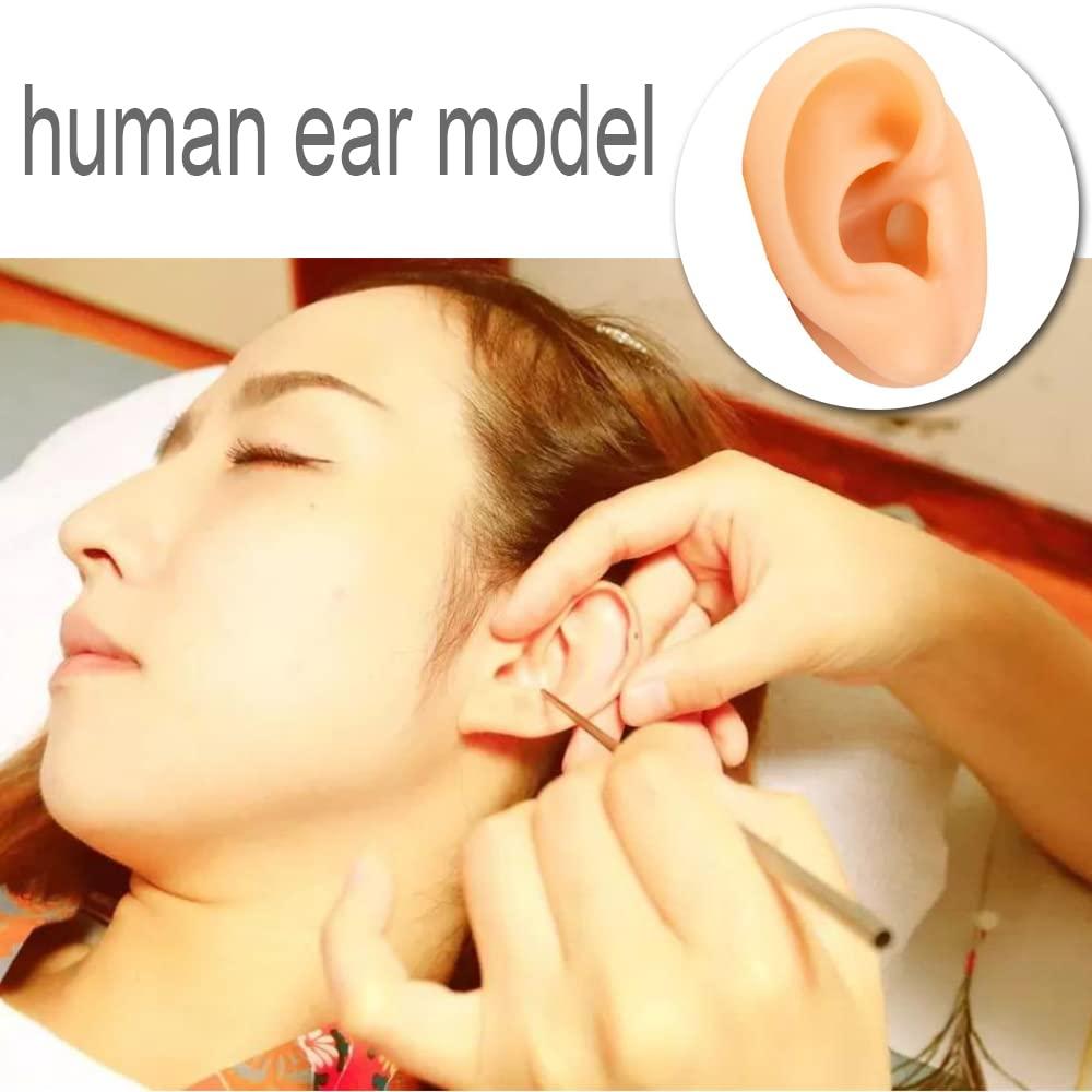 Human Ear Model Simulation Artificial Human Right Ear Silicone Ear ...
