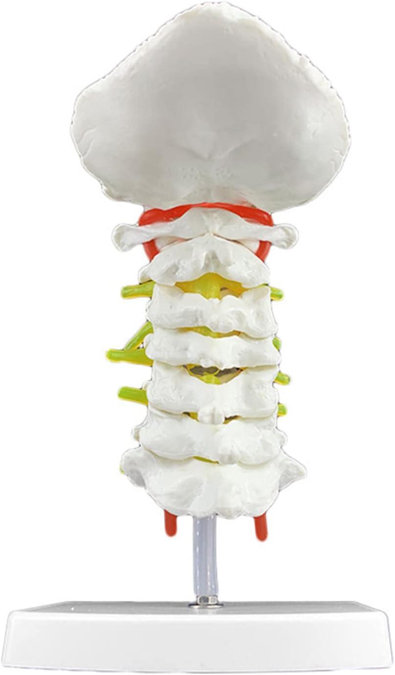 Spinal Nerves Cervical Spine & Occipital & Vertebral Artery Model ...