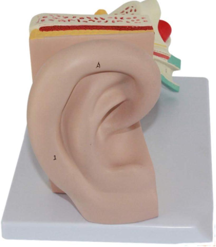 Anatomiemodell of The Human Ear Model Enlarge Detachable Ear Structure ...