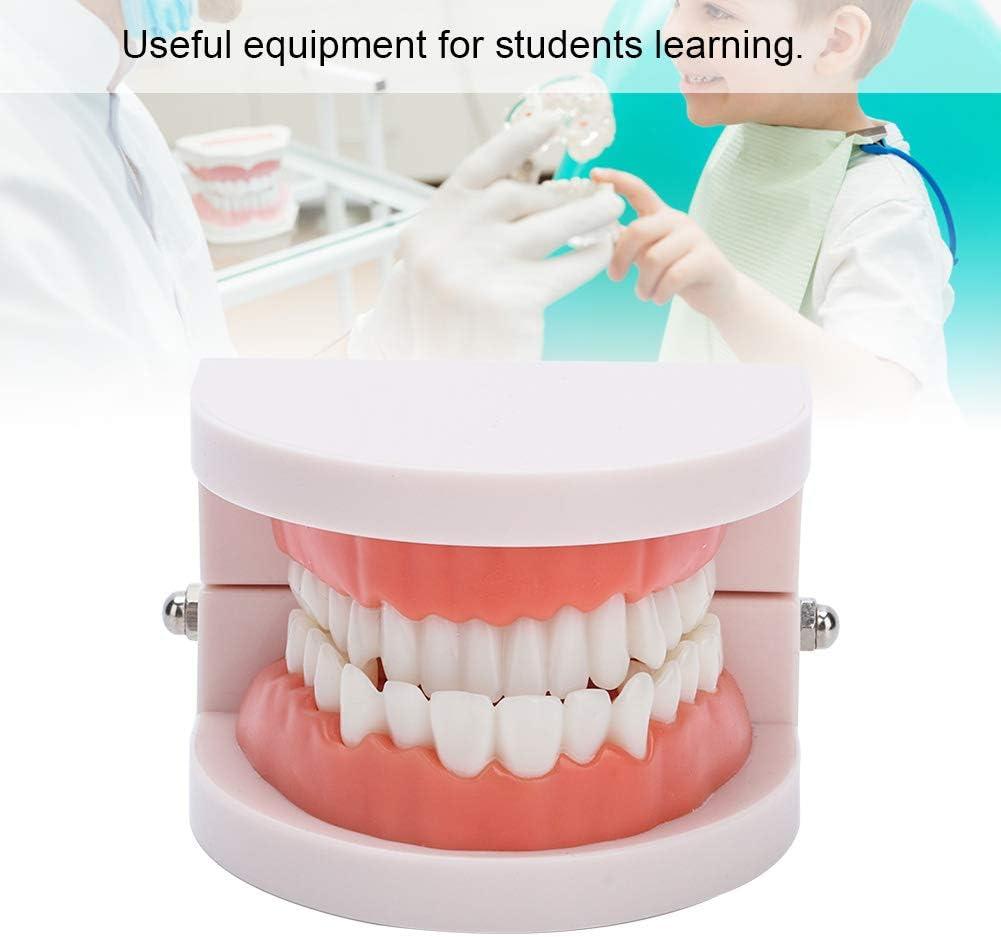 Standard Tooth Model - 28 Pieces for Adults & Kids | Dentures ...
