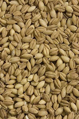 Shiloh Farms Organic Non GMO Hulless Barley 15oz - Pack of 2 | Buy Now ...