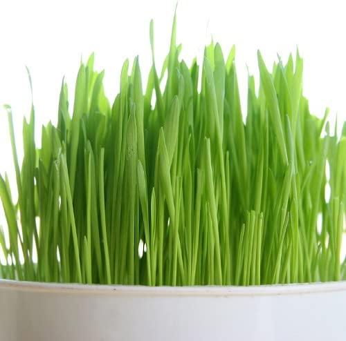 Certified USA Hard Red Wheatgrass Seeds by PowerGrow - 5 Pounds