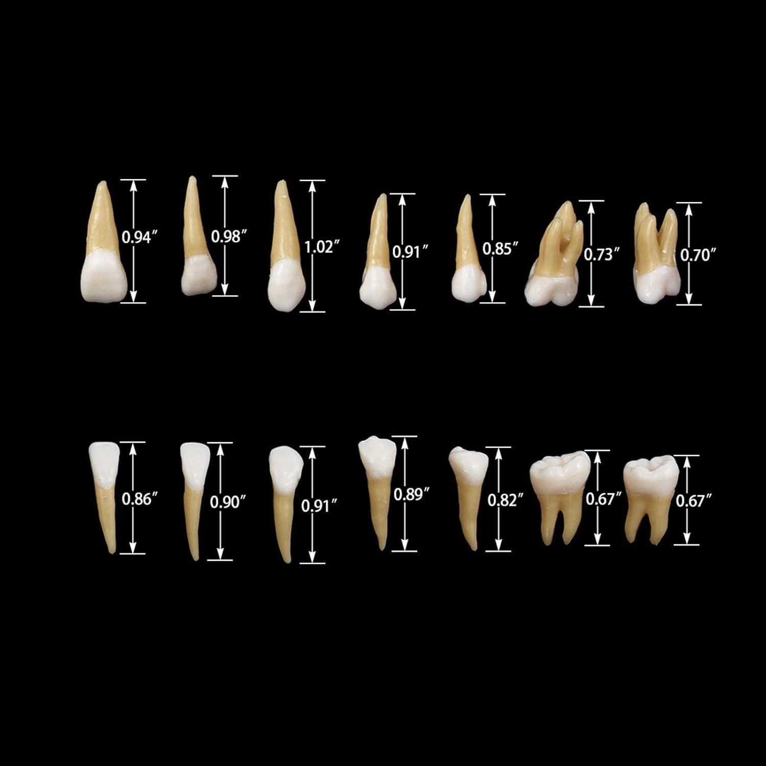 Buy Dental 1:1 Permanent Teeth Model - Ideal for School Demonstrations ...