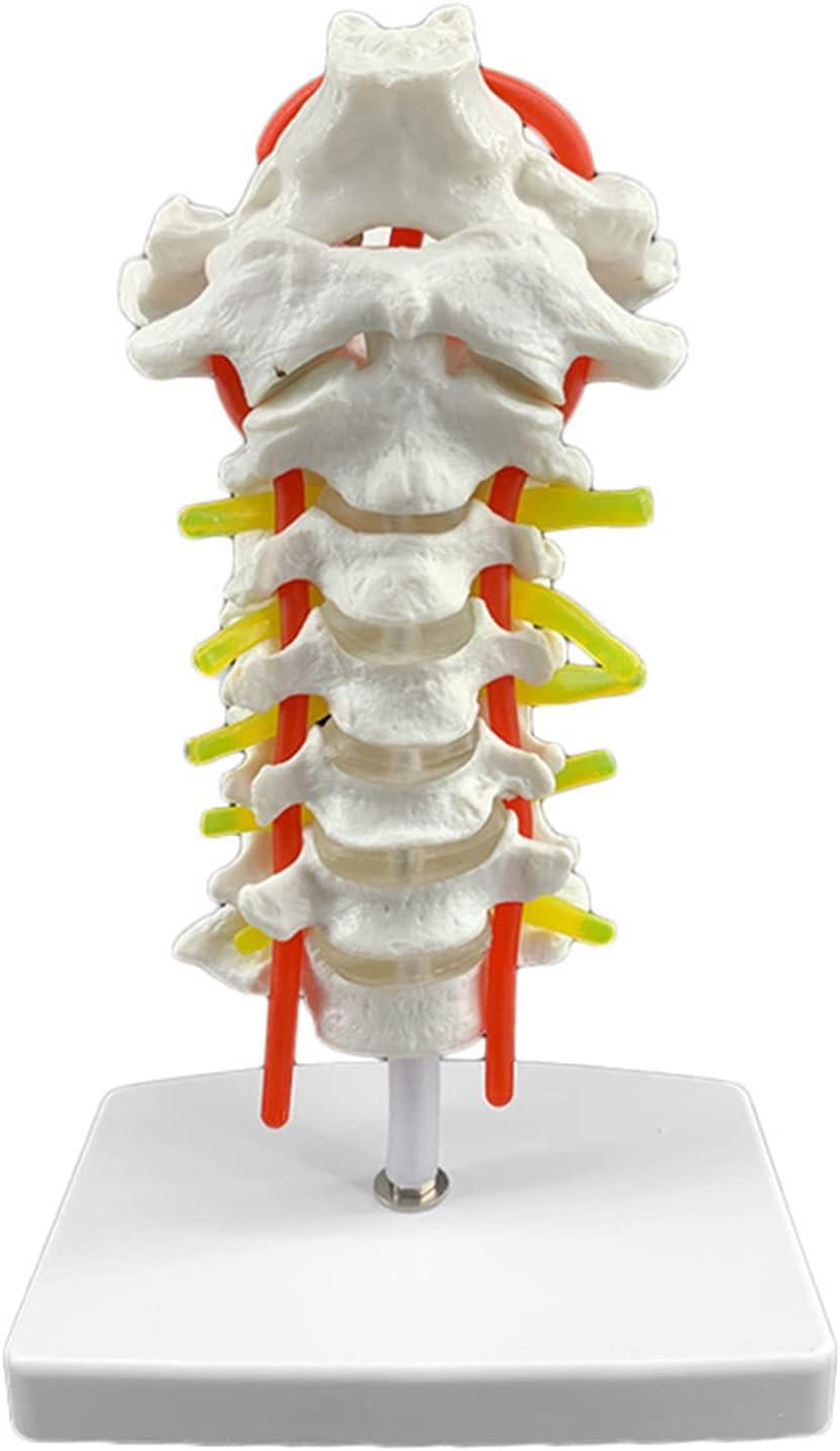 Spinal Nerves Cervical Spine & Occipital & Vertebral Artery Model ...