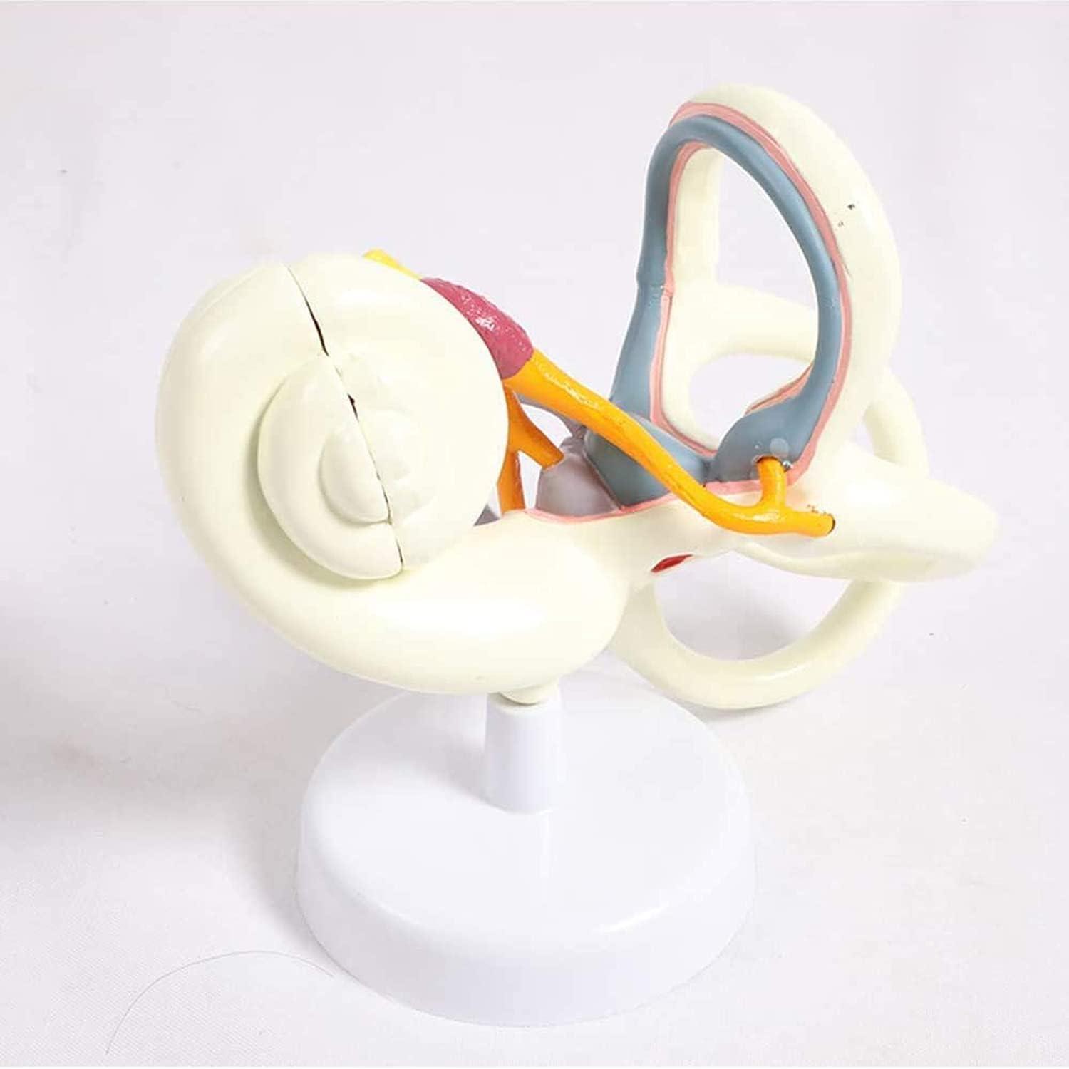 Maze 18 Times Magnification Model of The Inner Ear vestibular Model ...