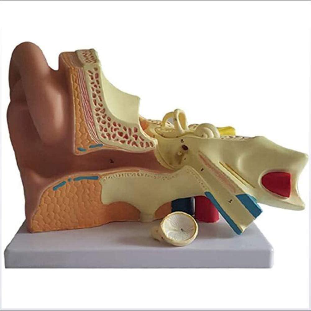 Model of Human Ear Anatomy Removable Medical Teaching Aids Model The ...