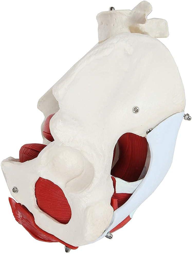 Female Bassin Human Basin Model with Pelvic Floor Muscle Model Ornament