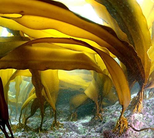 Dried Kelp from Hokkaido Japan - Authentic Kelp Stock for Japanese ...