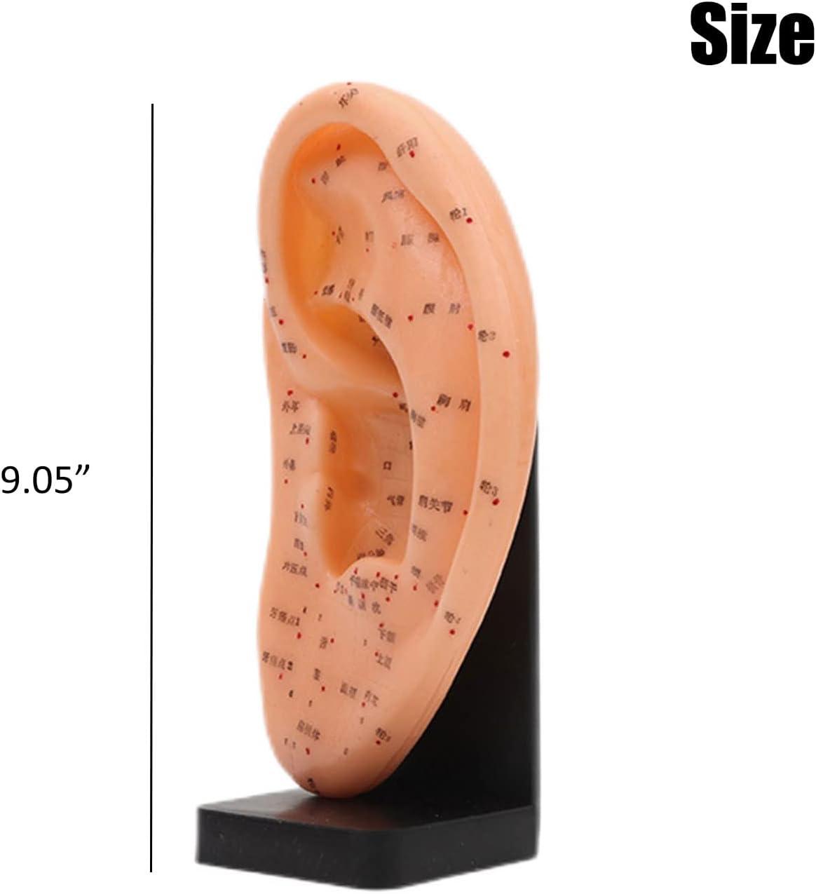 Ear Acupoint Model 9" Human Ear Acupuncture Anatomical Model with ...