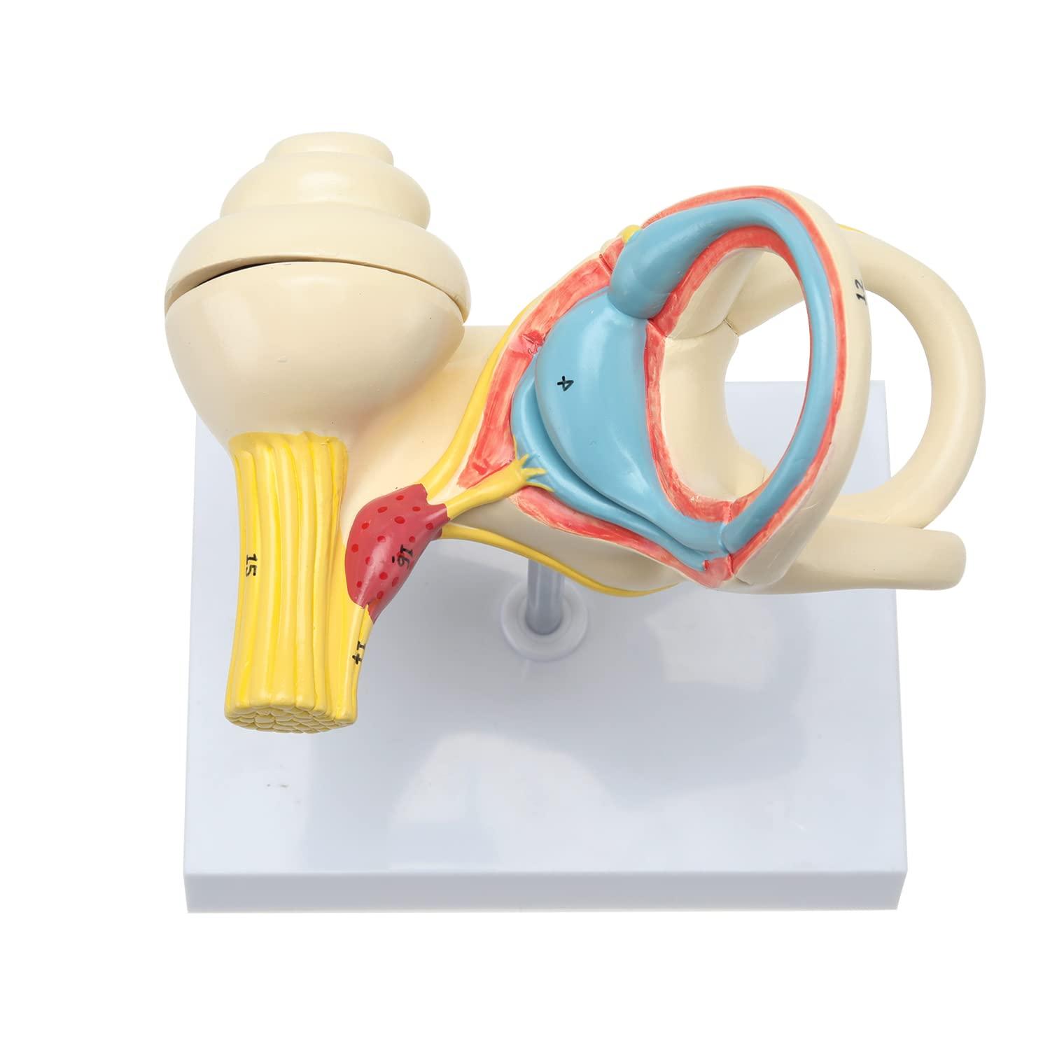 RONTEN Inner Ear Model - 8X Life-Size Medical Anatomy Model | Buy Now ...