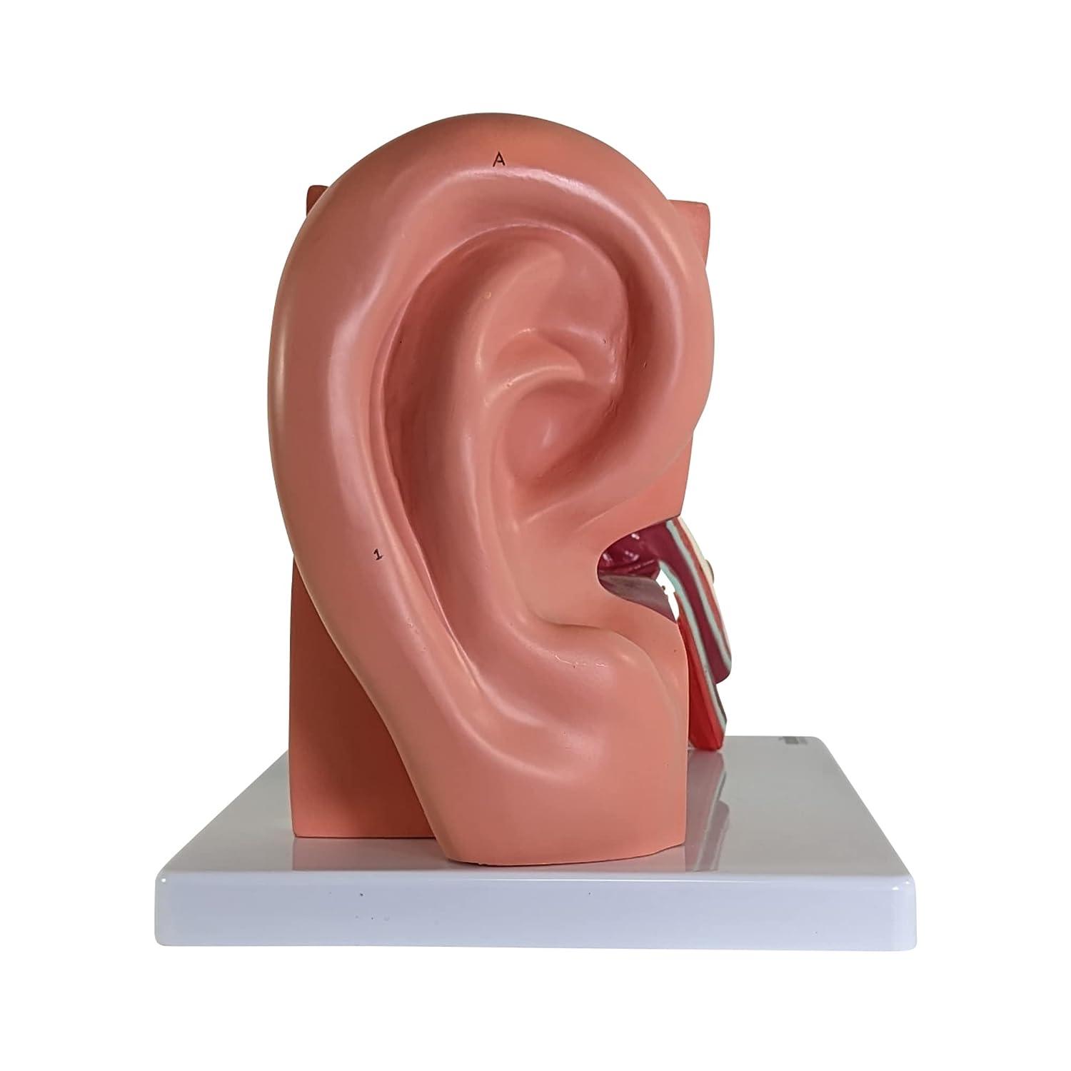 Axis Scientific Human Ear Model 5 Times Enlarged 4 Dimensional Model ...