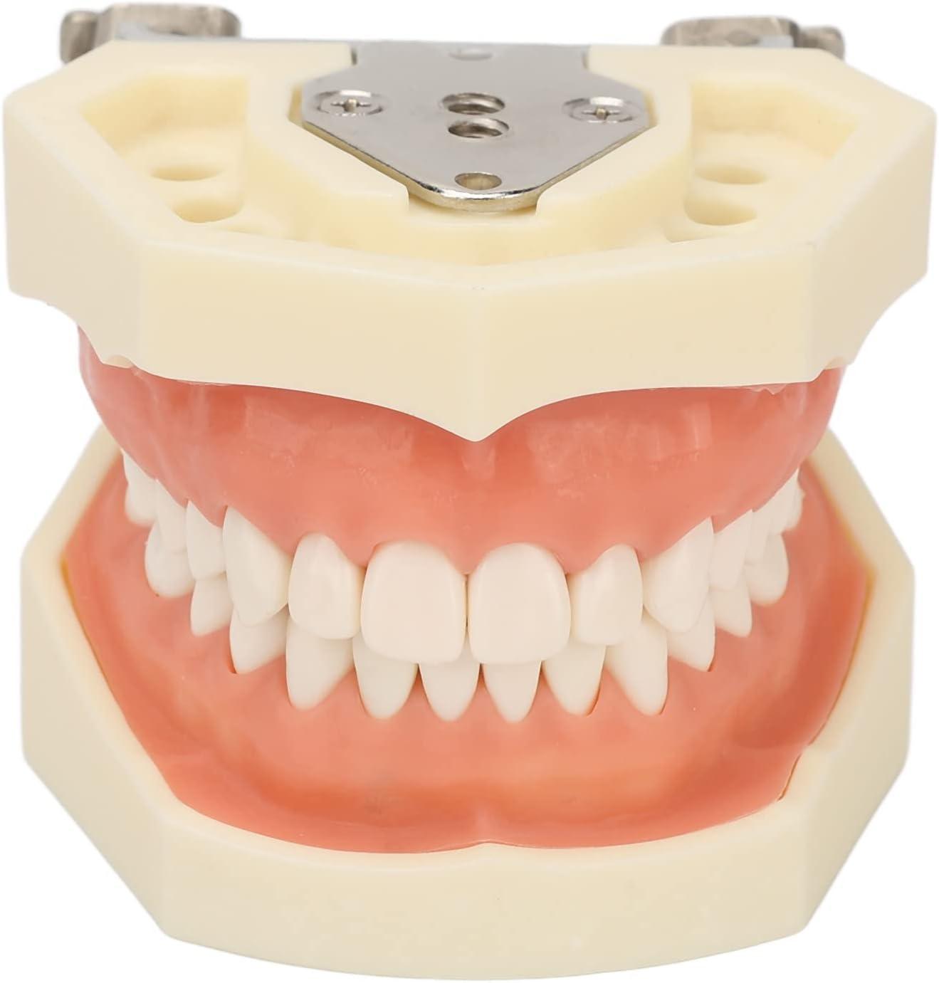 Upper Jaw Cyst Teeth Model - Tooth Preparation & Soft Gums for ...