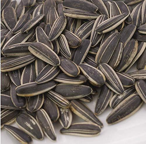 Cha Cha Sunflower Seeds (Roasted) 250g - 100% Natural Flavor - 10 Bags ...