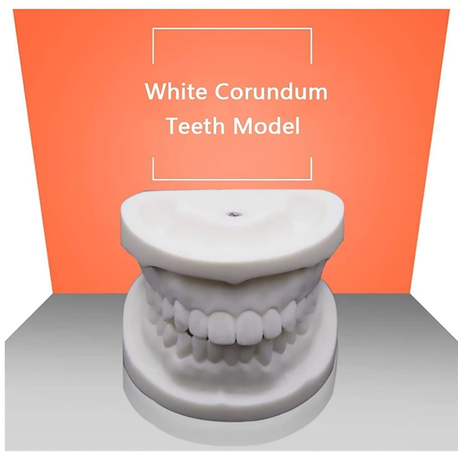Standard Teeth Model for Dental Practice - Detachable Oral Soft Gum ...