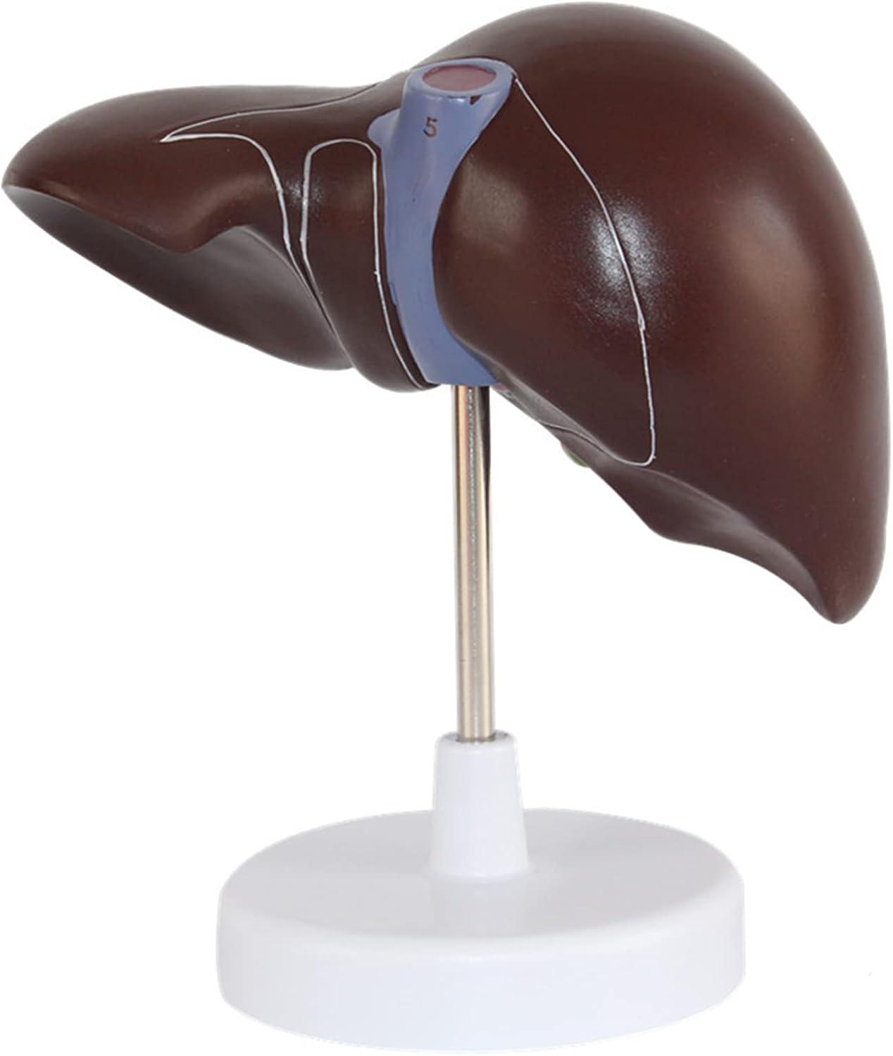 Anatomical Model of The Human Liver Hepatobiliary Model Pancreatic Bile ...