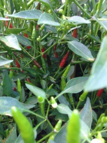 Thai Sun Hot Pepper 30 ++ sementi biologiche molto raro Pepe! | Buy Now with Express ...