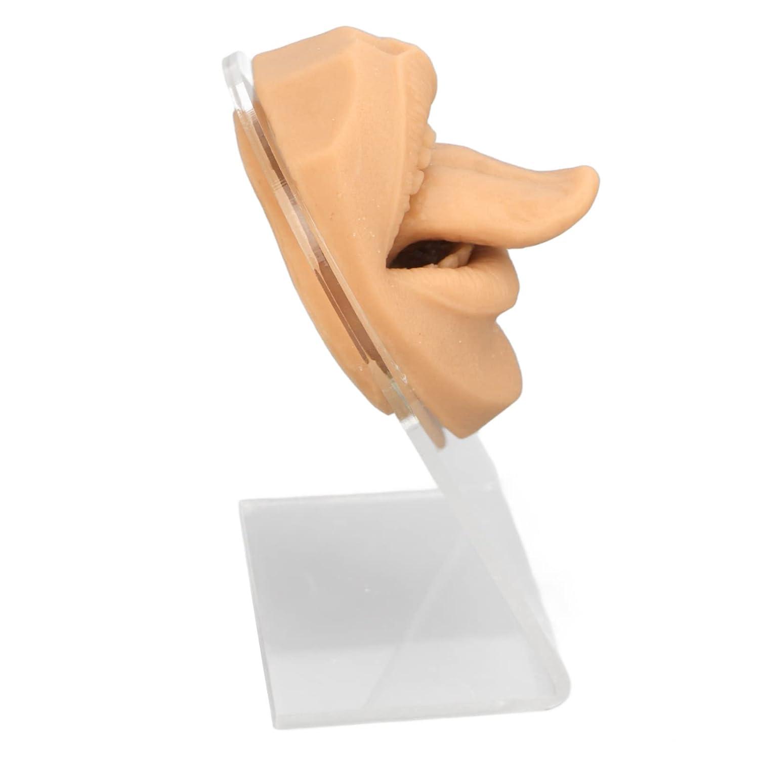 Jopwkuin Lifelike Human Tongue Mouth Model for Piercing Practice ...