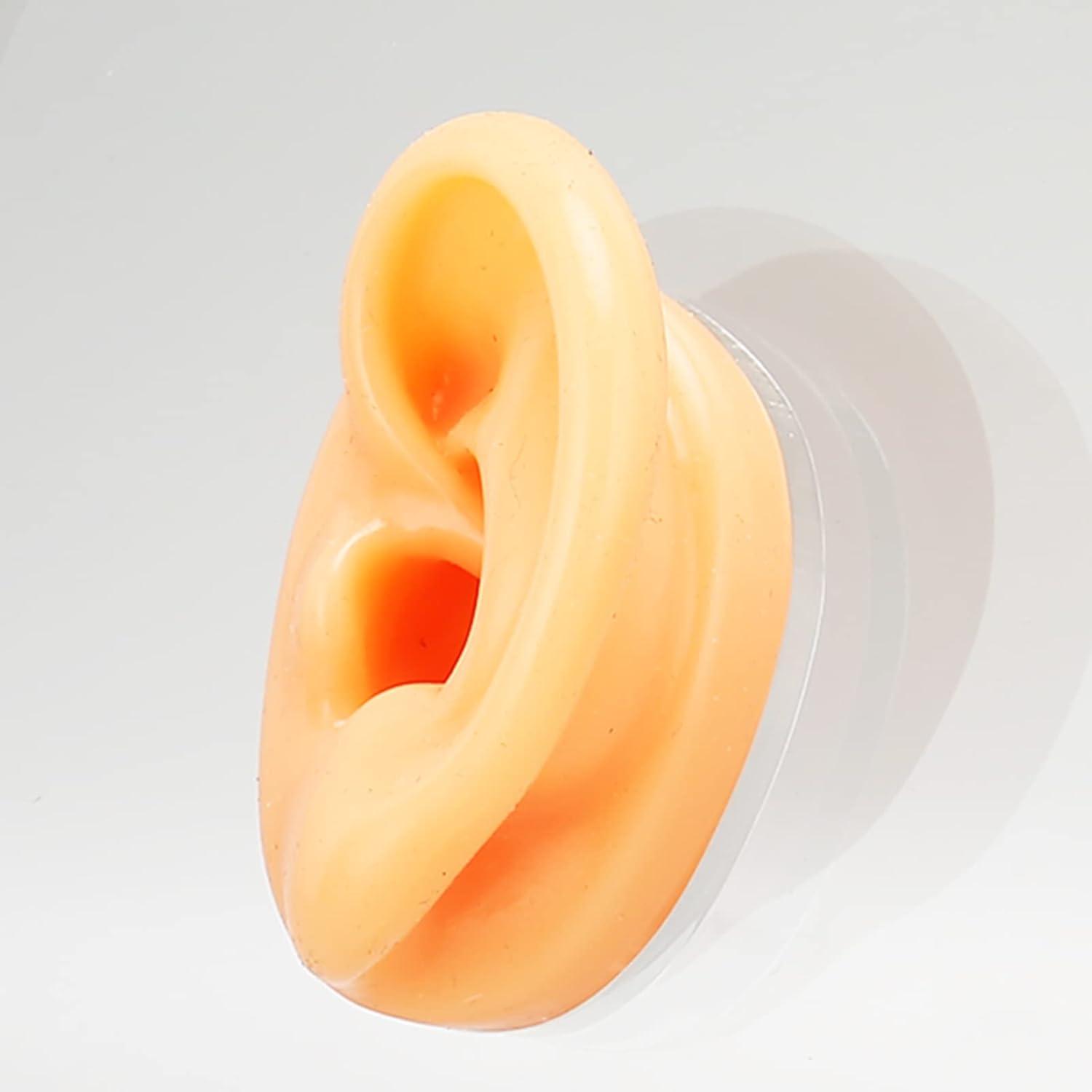 Flexible Fake Ear Model Simulation Display with Acrylic Stand - Ideal ...
