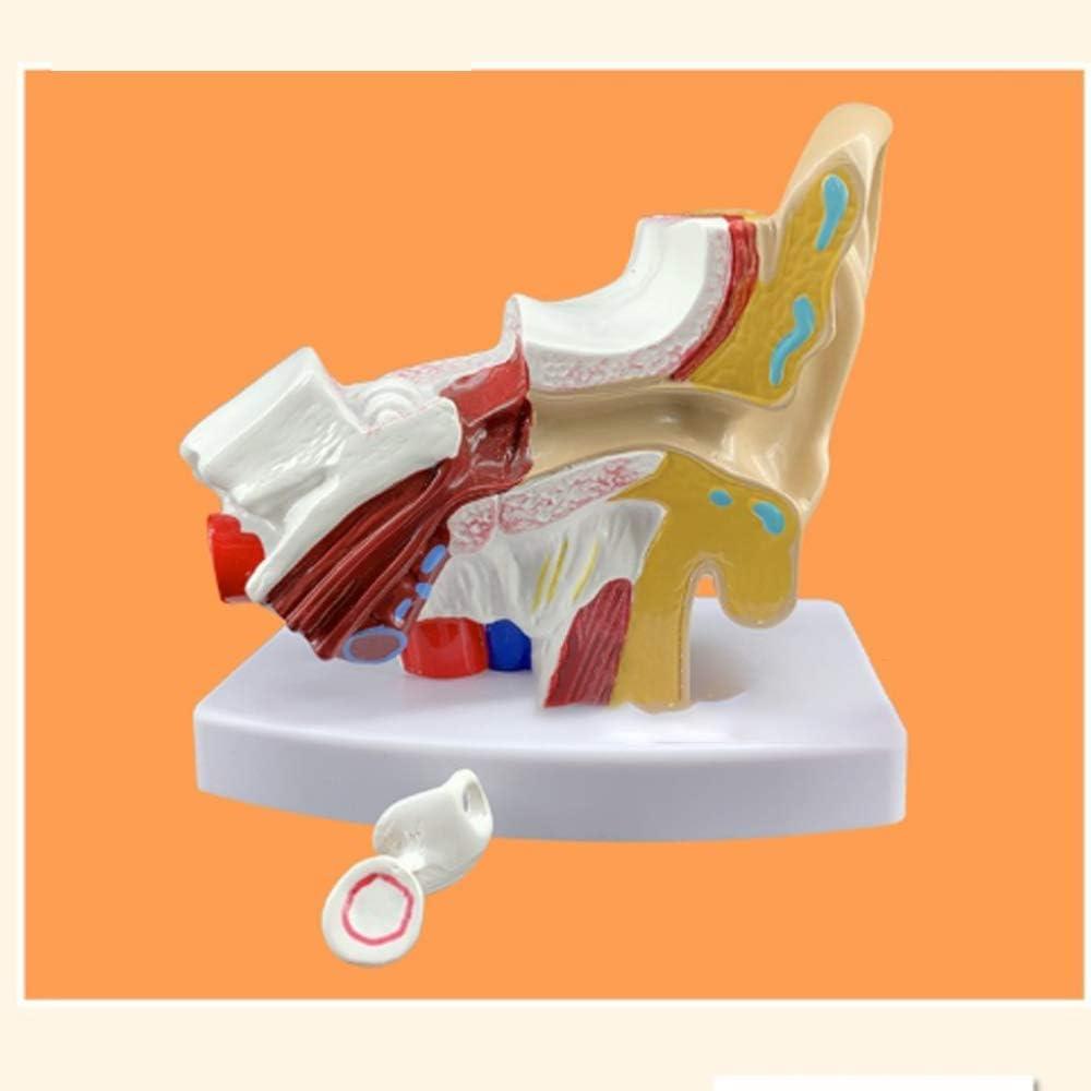 Anatomy Ear Model Human Anatomical Ear Joint Simulation Model (Outdoor ...
