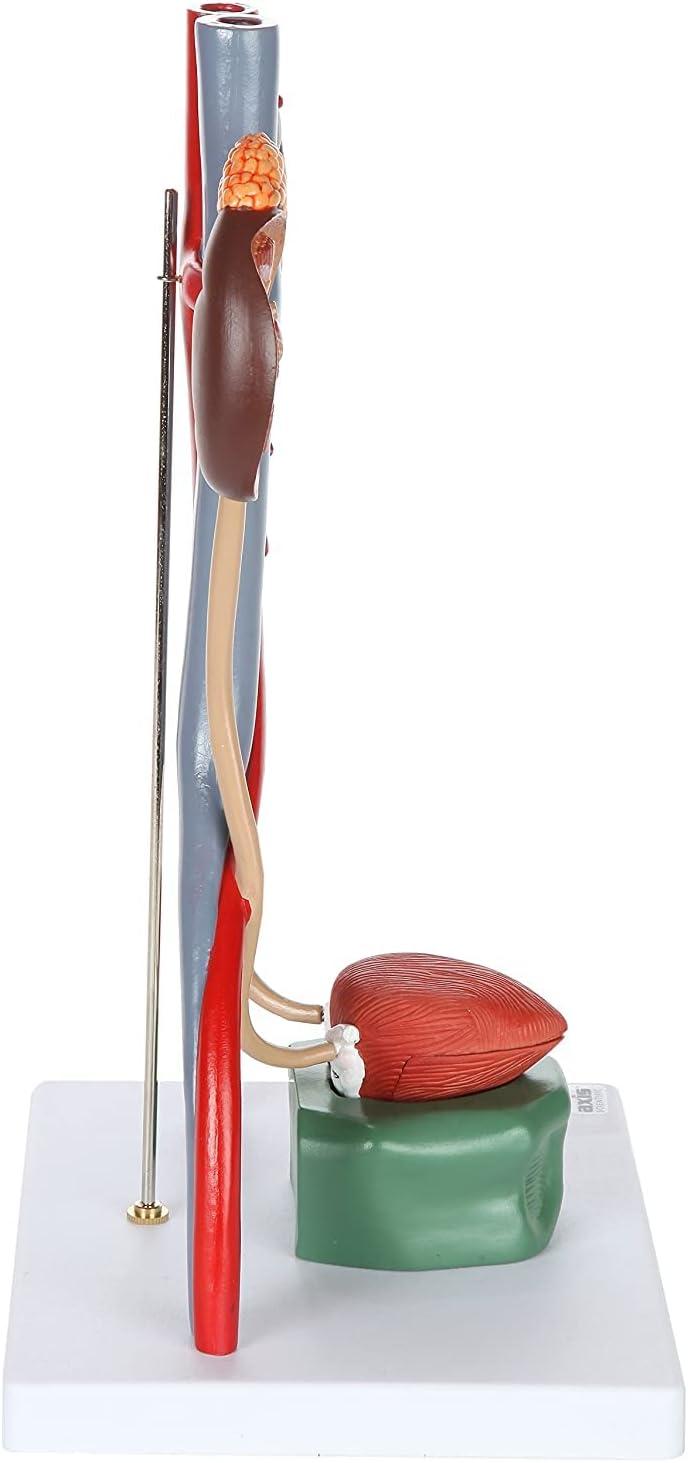 Educational Model Urinary System Model 13.5 Inch Large Male Urinary ...