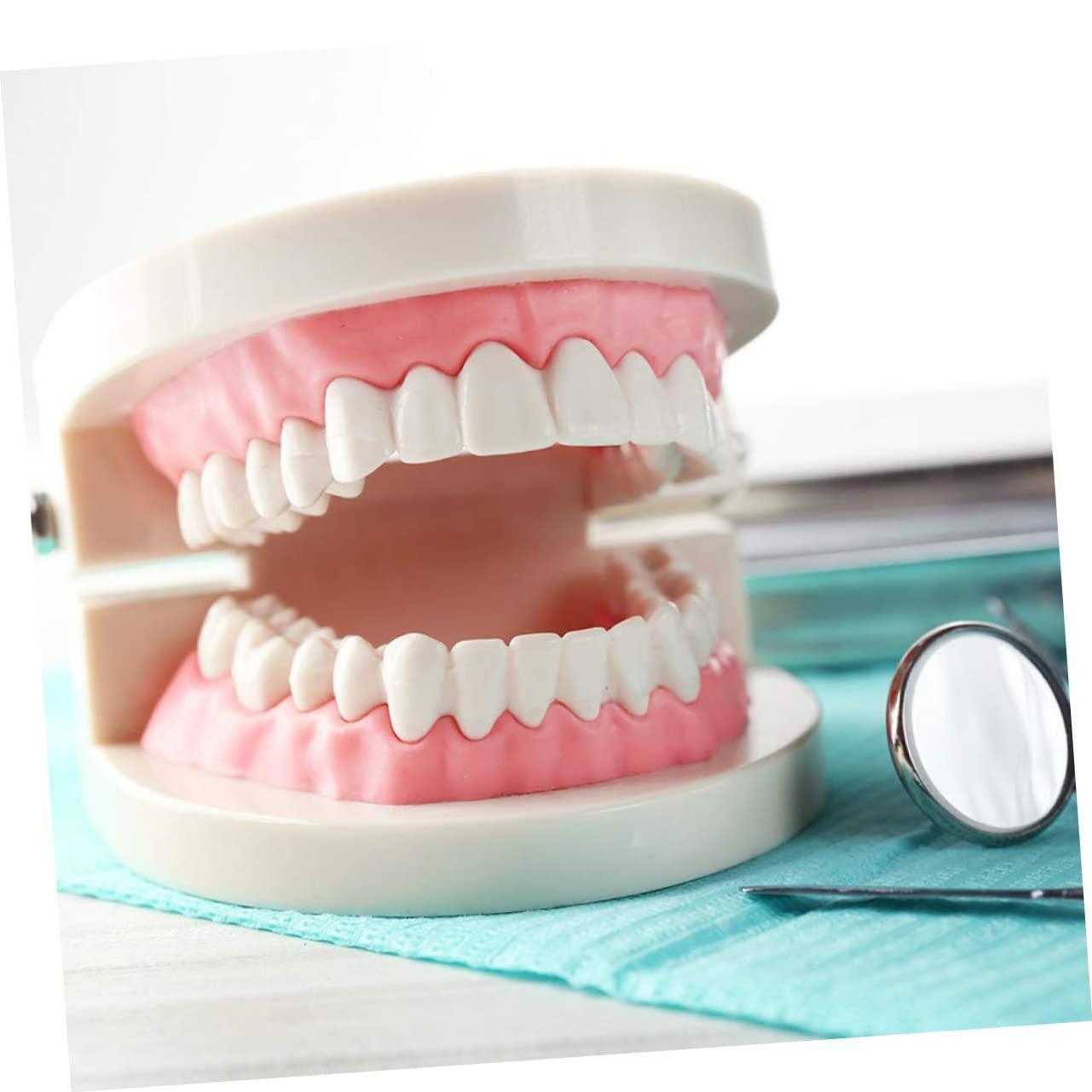 Kichouse Toy 1 PC Tooth Model - Standard Typodonto Dental Health Model ...