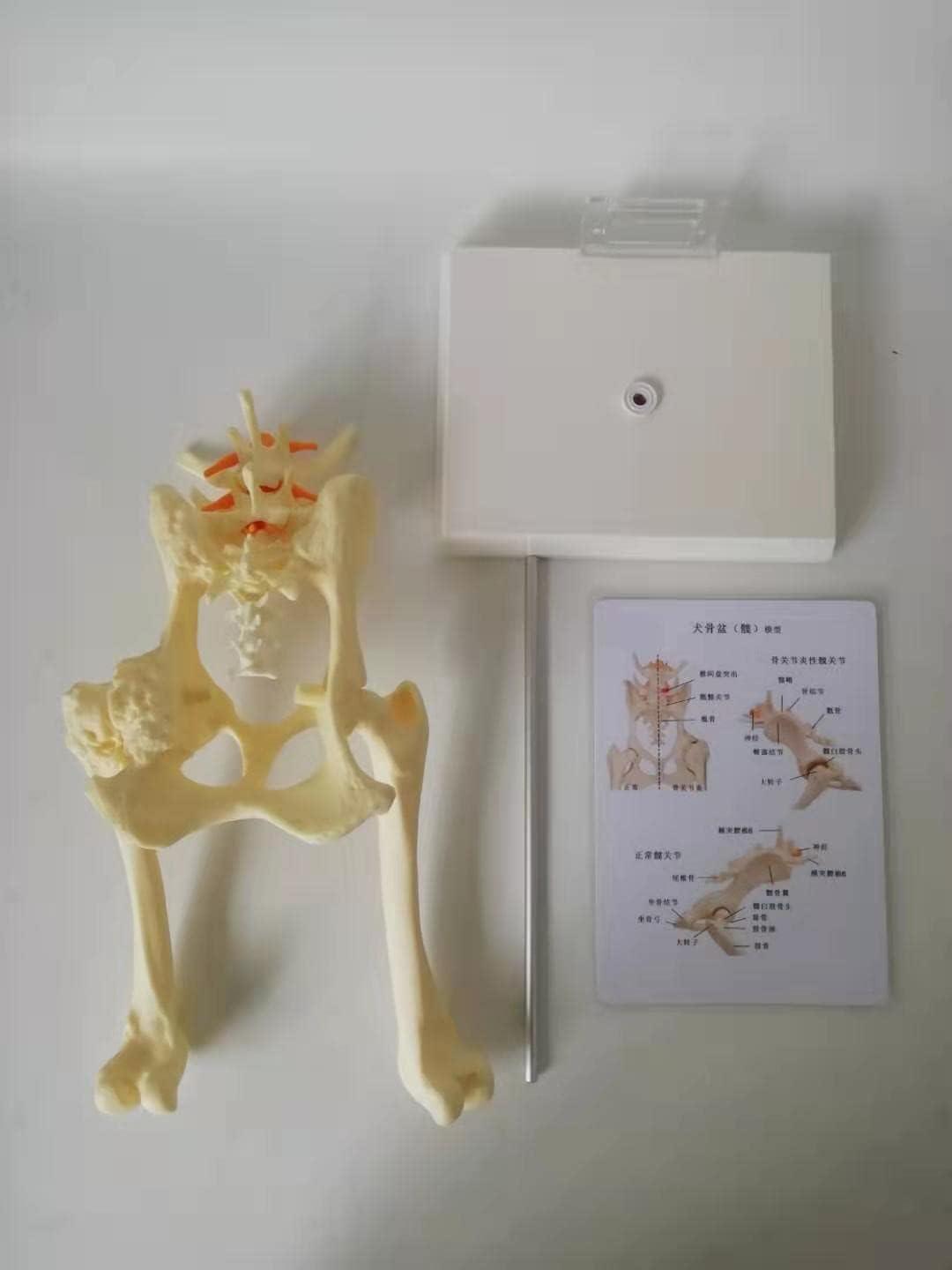 Canine Pelvis Model Canine Hip Joint Model Animal Body Anatomy Replica ...