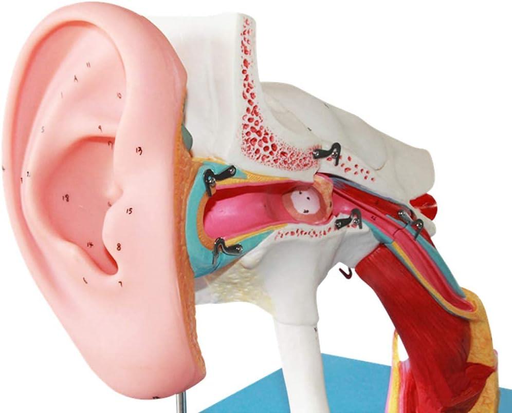 Human Medical Ear Anatomy Pattern Internal Ear Ear earpted Ear with ...