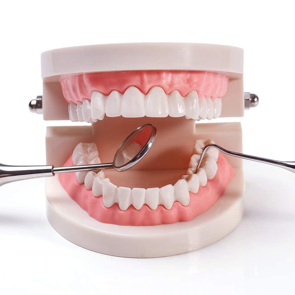 High-Quality Dental Model & Denture Demonstration Kit for Adults ...