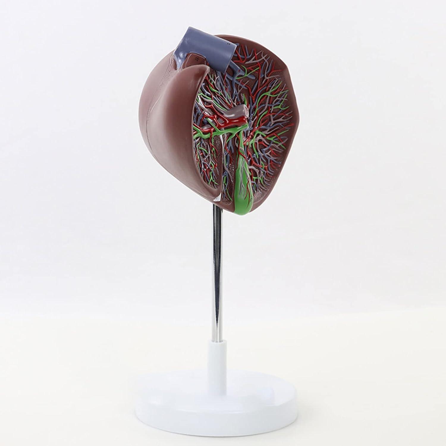Human 1.5X Liver Model with Vascular Liver and Gallbladder Model ...