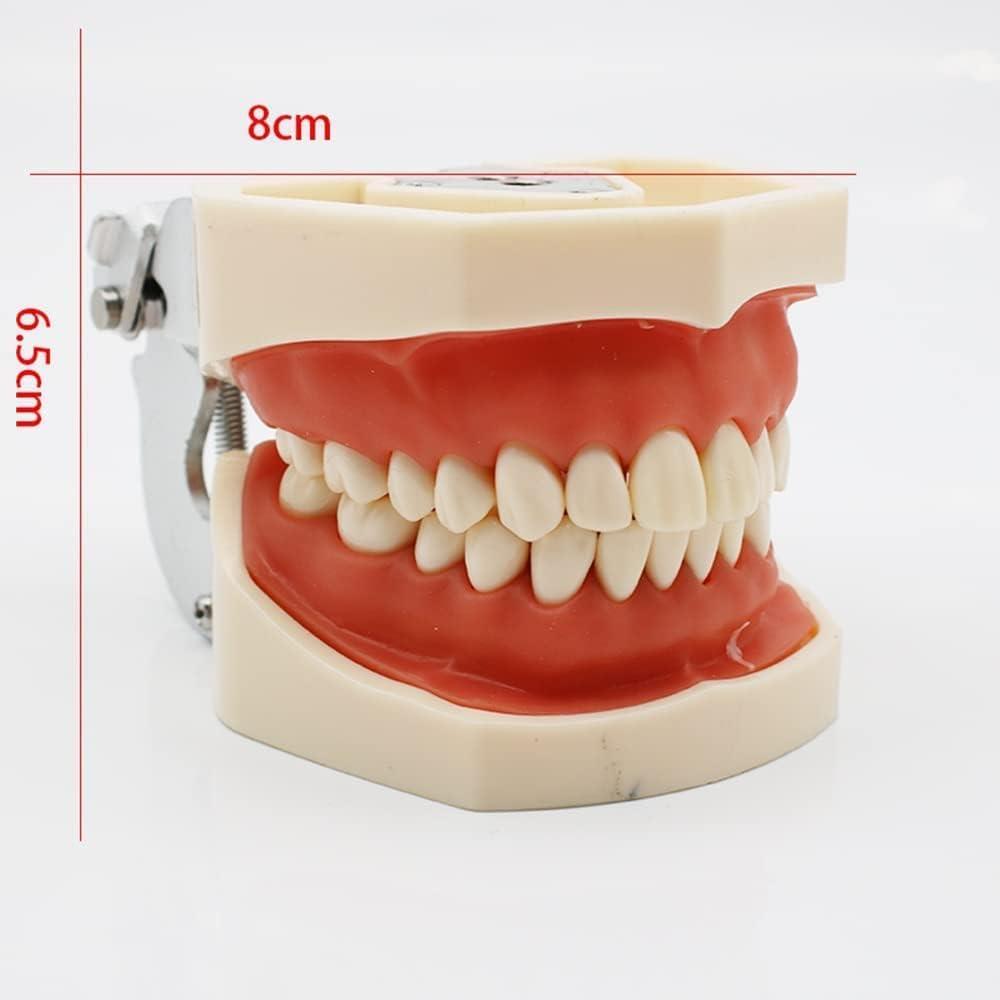 Uigjiog Dental Model - Rubber Teeth Model with 32 Removable Teeth for ...