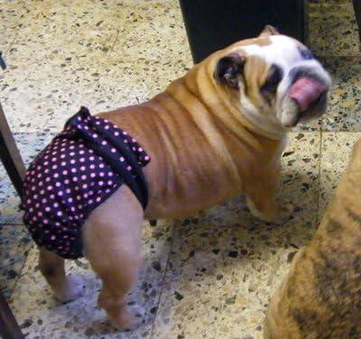 Glenndarcy Dog Diapers Without Tail Hole - XL for French Bulldogs ...