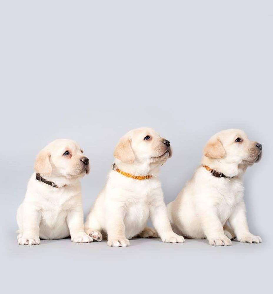 Buy Baltic Secret Amber Necklace for Dogs & Cats | Natural Tick & Flea ...