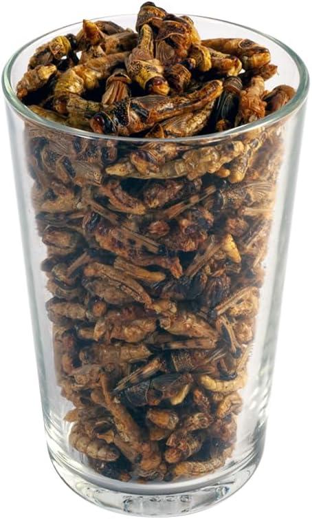 Crunchy Critters Edible Insects Half a pint of Locusts - 40g | Buy Now ...