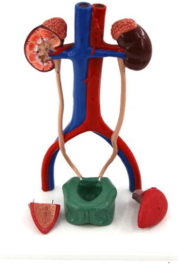 1 to 1 Size Urinary System Model Renal Arteriovenous Bladder-4 Parts ...