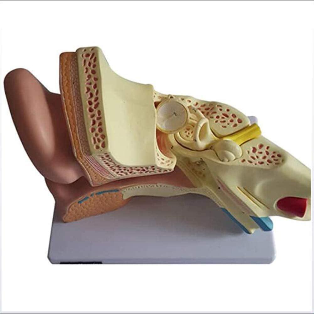 Model of Human Ear Anatomy Removable Medical Teaching Aids Model The ...