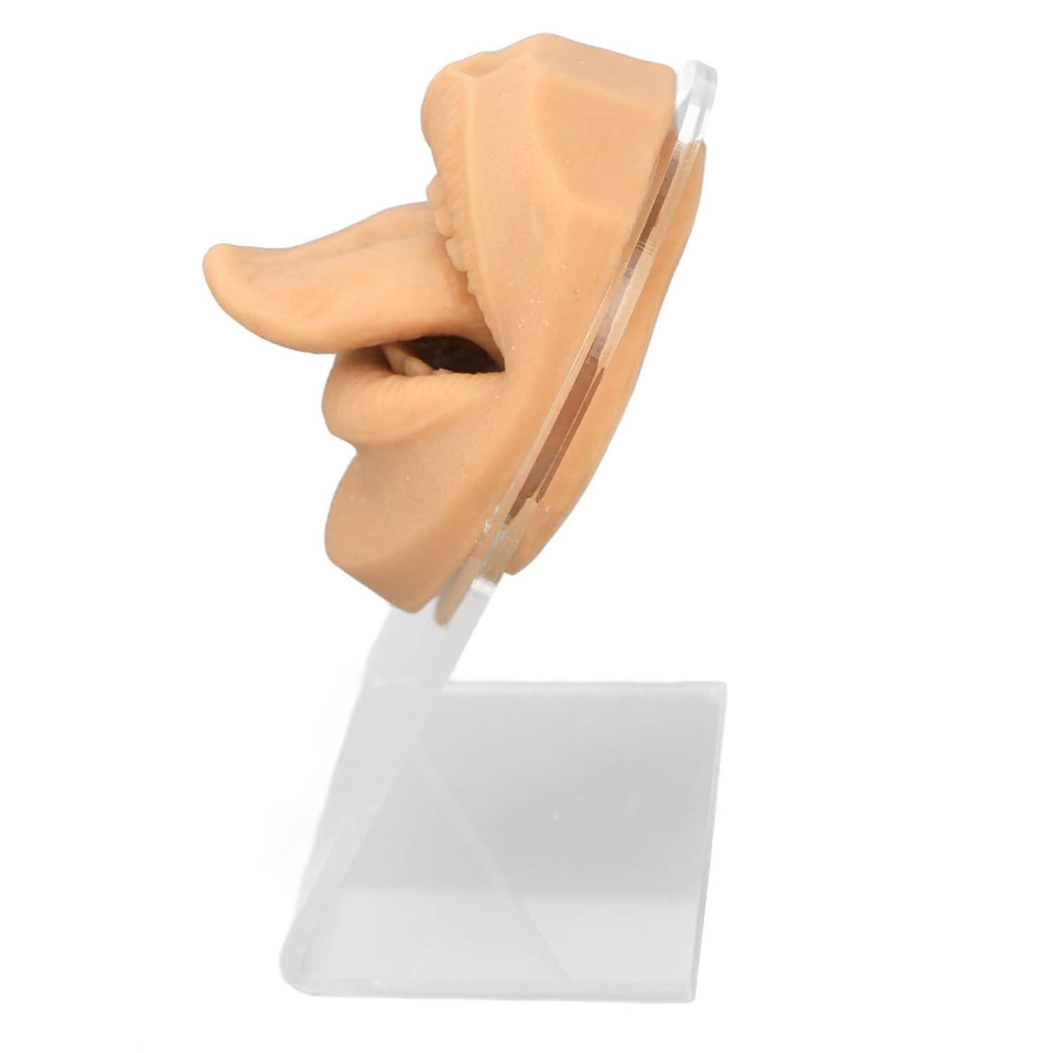 Tongue Mouth Model for Learning | Silicone Structure with Acrylic ...